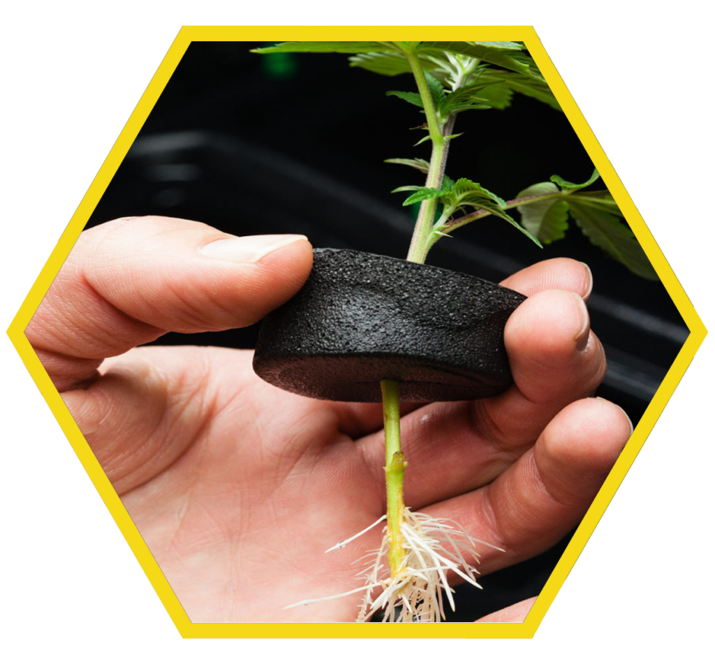 LION ROOT - Golden Lion