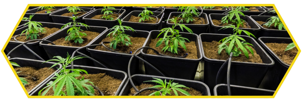 ETAPA DE FLORACIÓN - Golden Lion